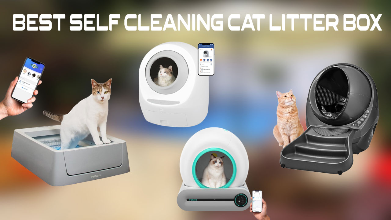 Top 5 Best Self Cleaning Cat Litter Box - Best Gaming All